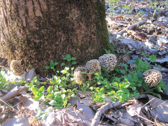 Morel Mushroom Hunting Secrets - Grit